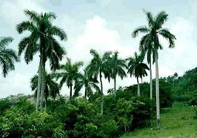 LIFE and Death of Cuban Drummer “Chano” Pozo. (Videos/Photos) ** VIDA Y ...
