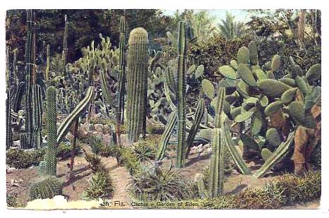 Cactus a la carte and Cloned Yams * Cactus a la carta y Viandas ...
