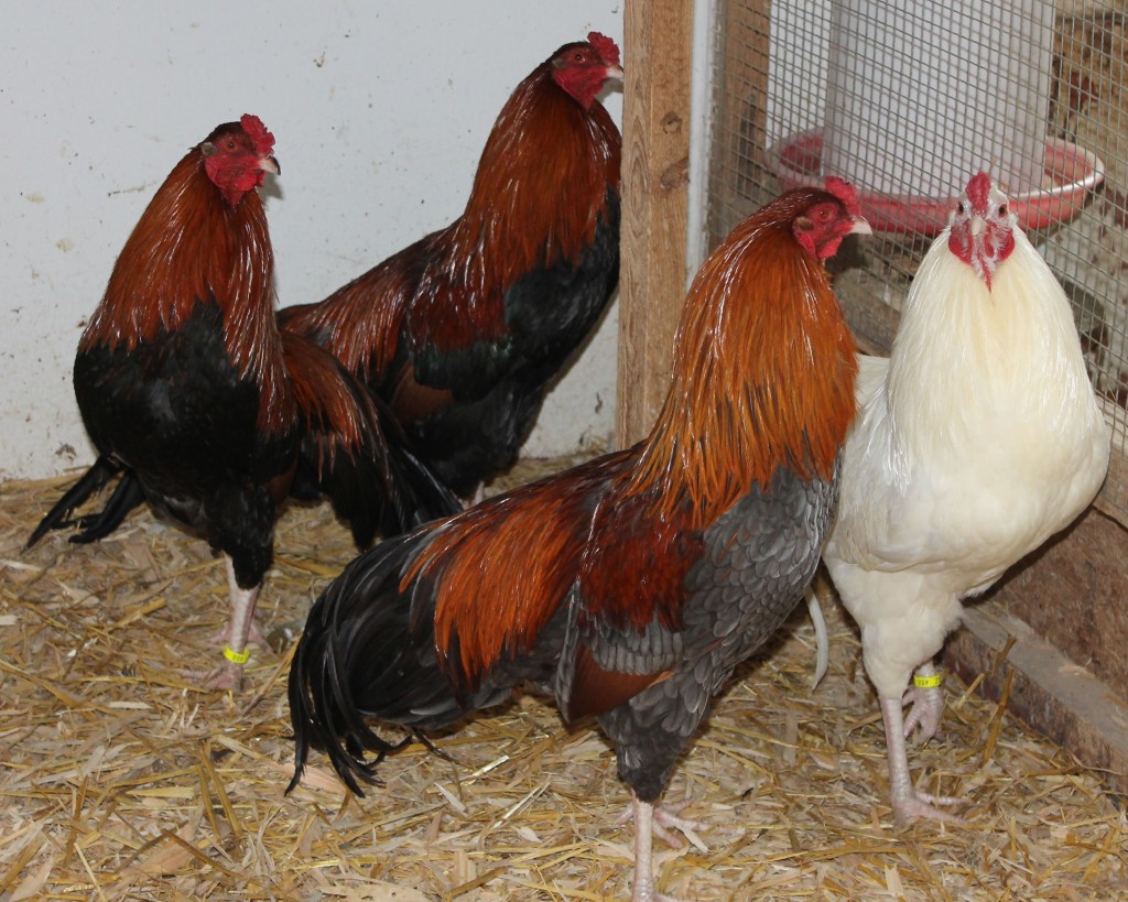 CUBALAYA: the Only Cuba’s Native Hen Reappears. *** CUBALAYA: la Única ...