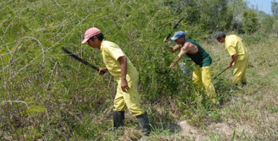 @ CUBA MAKES the weedy “Marabú” a prosper business. Maraboom. + CUBA ...
