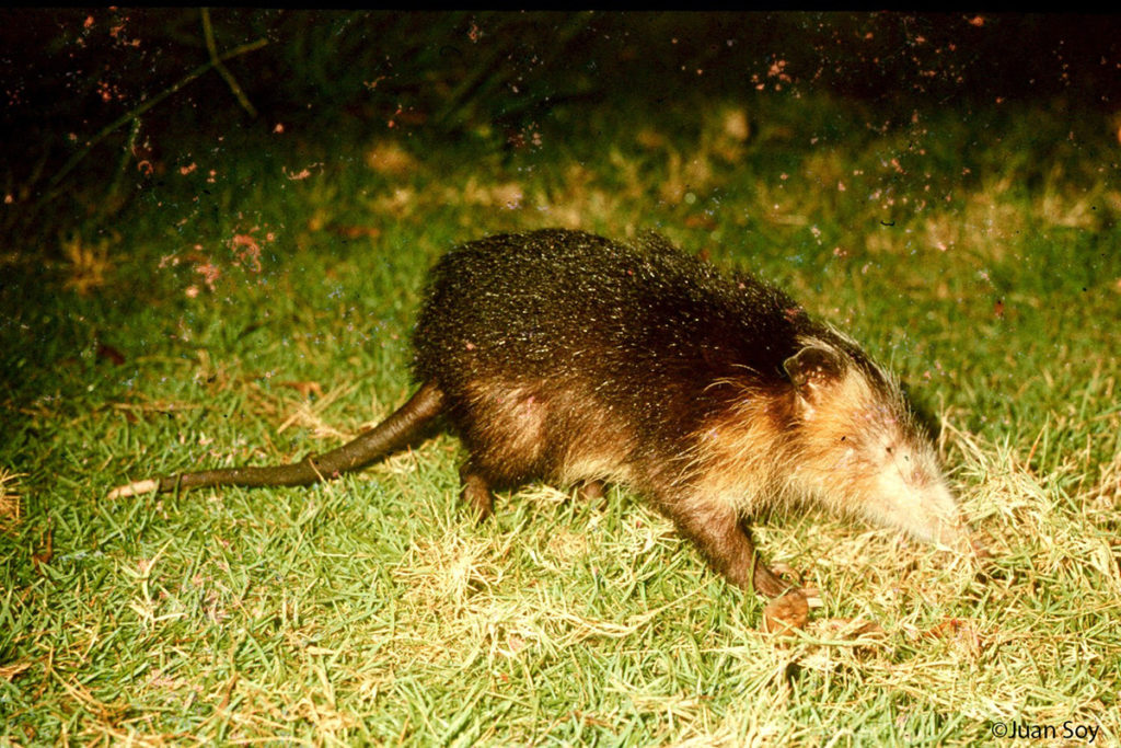 THE ALMIQUÍ or Solenodón, a Unique Cuban Mammal Asteroids Survivor ...