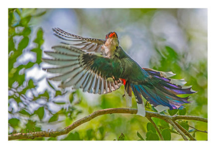 EL TOCORORO: Blue, White and Red, the National Bird of Cuba. PHOTOS ...