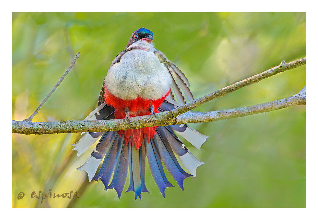 EL TOCORORO: Blue, White and Red, the National Bird of Cuba. PHOTOS ...