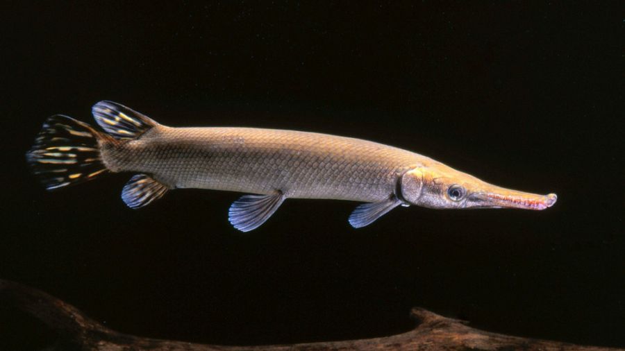 EL MANJUARÍ CUBANO, un Pez Sobreviviente de la Era Paleozoica. PHOTOS ...