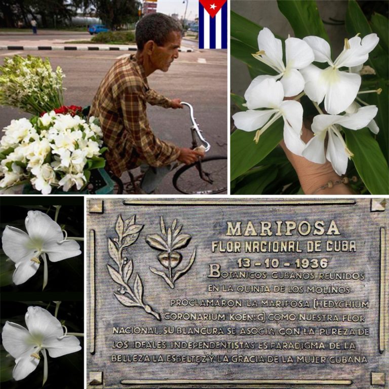 "LA MARIPOSA", la Flor Simbolo de la Nacionalidad Cubana. VIDEOS. | The ...
