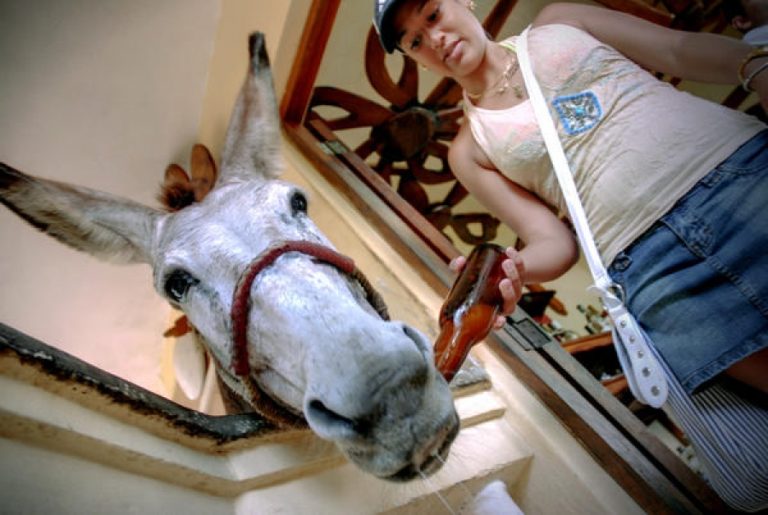 FAMOUS Cuban BURROS, from "Bainoa, Perico, and the Burro Pancho de ...