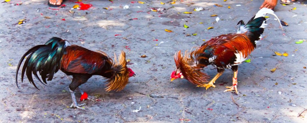 THE ROOSTER Fighting in Cuba. A National Tradition. History. VIDEOS ...