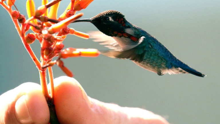 THE CUBAN Bee Hummingbird or "Zunzuncito", is the World’s Smallest Bird ...