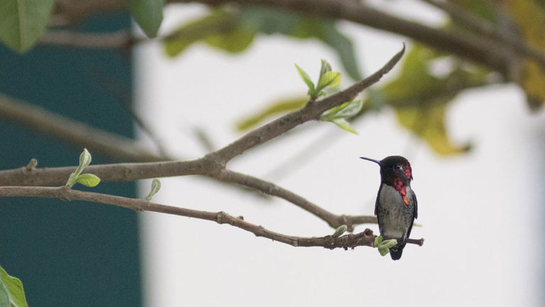 THE CUBAN Bee Hummingbird or "Zunzuncito", is the World’s Smallest Bird ...