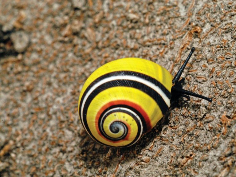 THE Cuban POLYMITA, considered the Most Beautiful Snail in the World ...