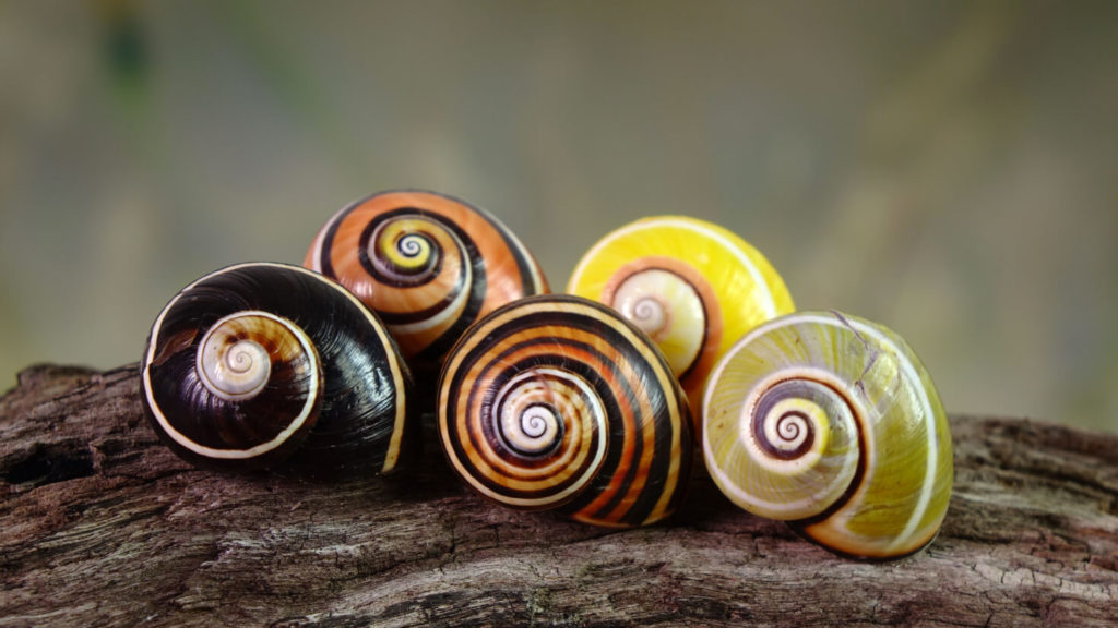 Five-different-Cuban-painted-snails-shells | The History, Culture and ...