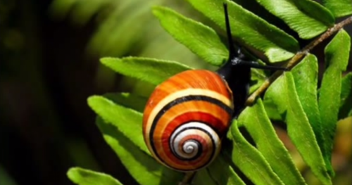 THE Cuban POLYMITA, considered the Most Beautiful Snail in the World ...