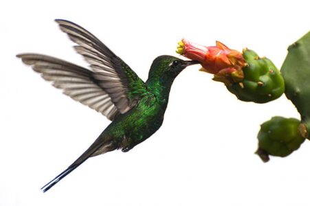ZUNZUNCITO, COLIBRI, TROVADOR Y ZUMBETE, EL AVE VIVA MAS PEQUENA DEL ...